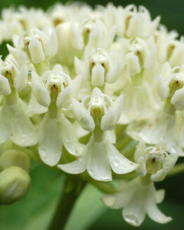 Pink Swamp Milkweed Plant, Asclepias Incarnata Pink - Milkweed 4 Monarchs