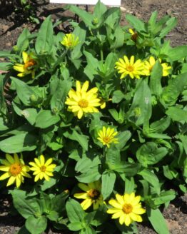 Fiesta Del Sol - Dwarf Mexican Sunflower Seeds - Milkweed 4 Monarchs