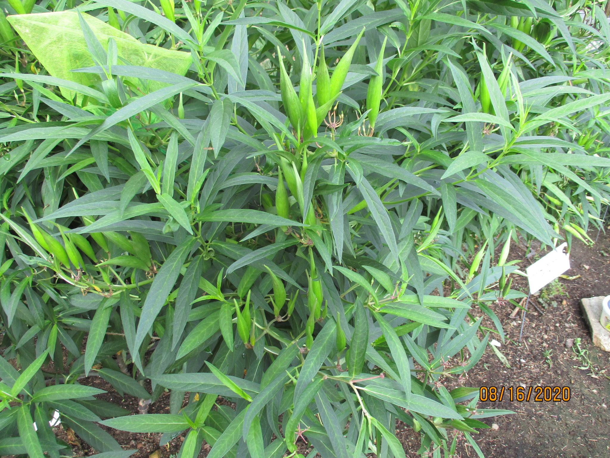 Pink Swamp Milkweed Plant, Asclepias Incarnata Pink - Milkweed 4 Monarchs