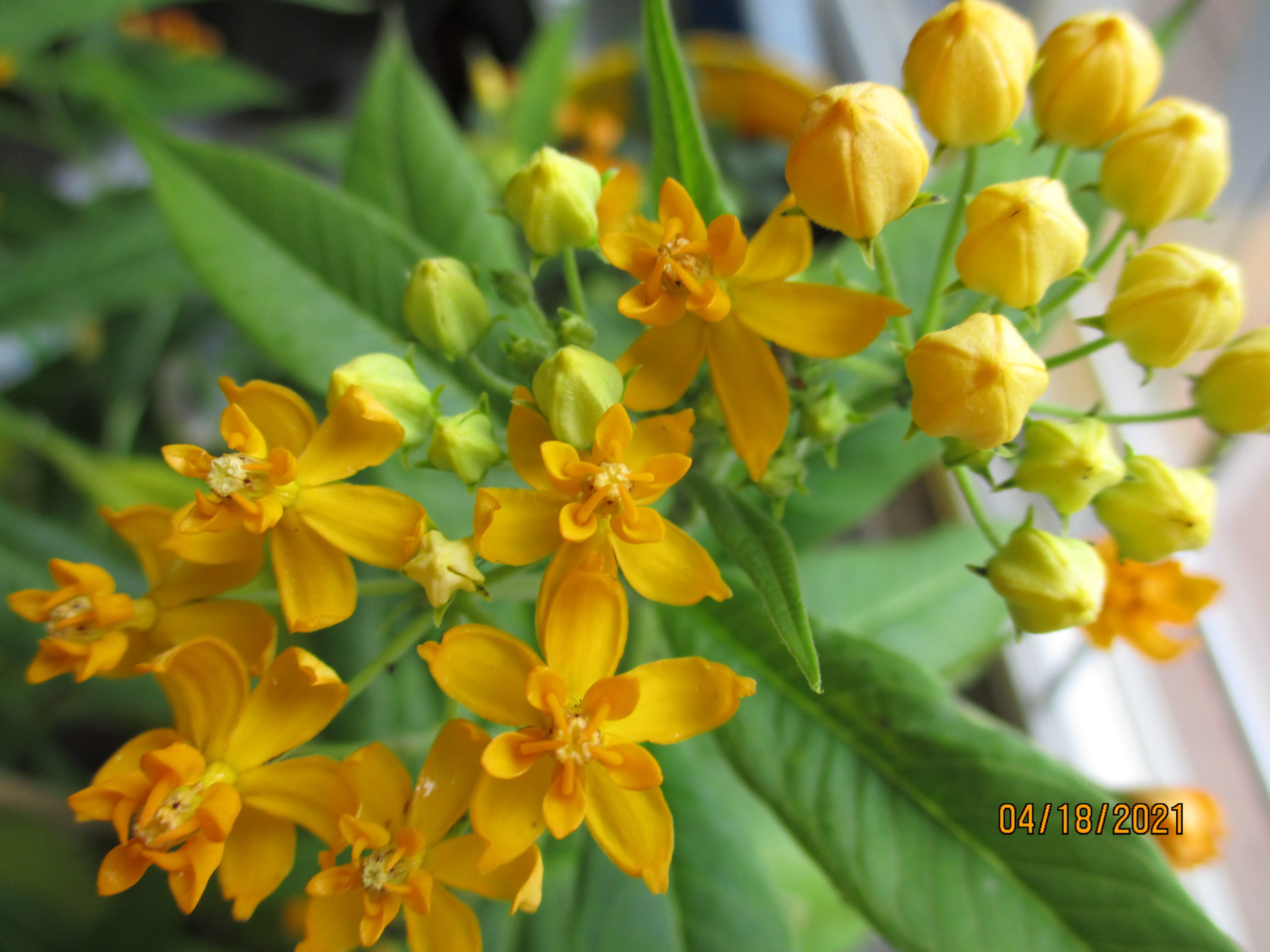 Tropical Milkweed Seeds Red and Gold Mix, Asclepias curassavica ...