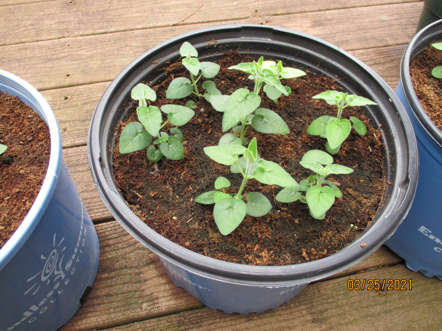 Blue Tweedia Seeds, Tweedia caerulea - Milkweed 4 Monarchs