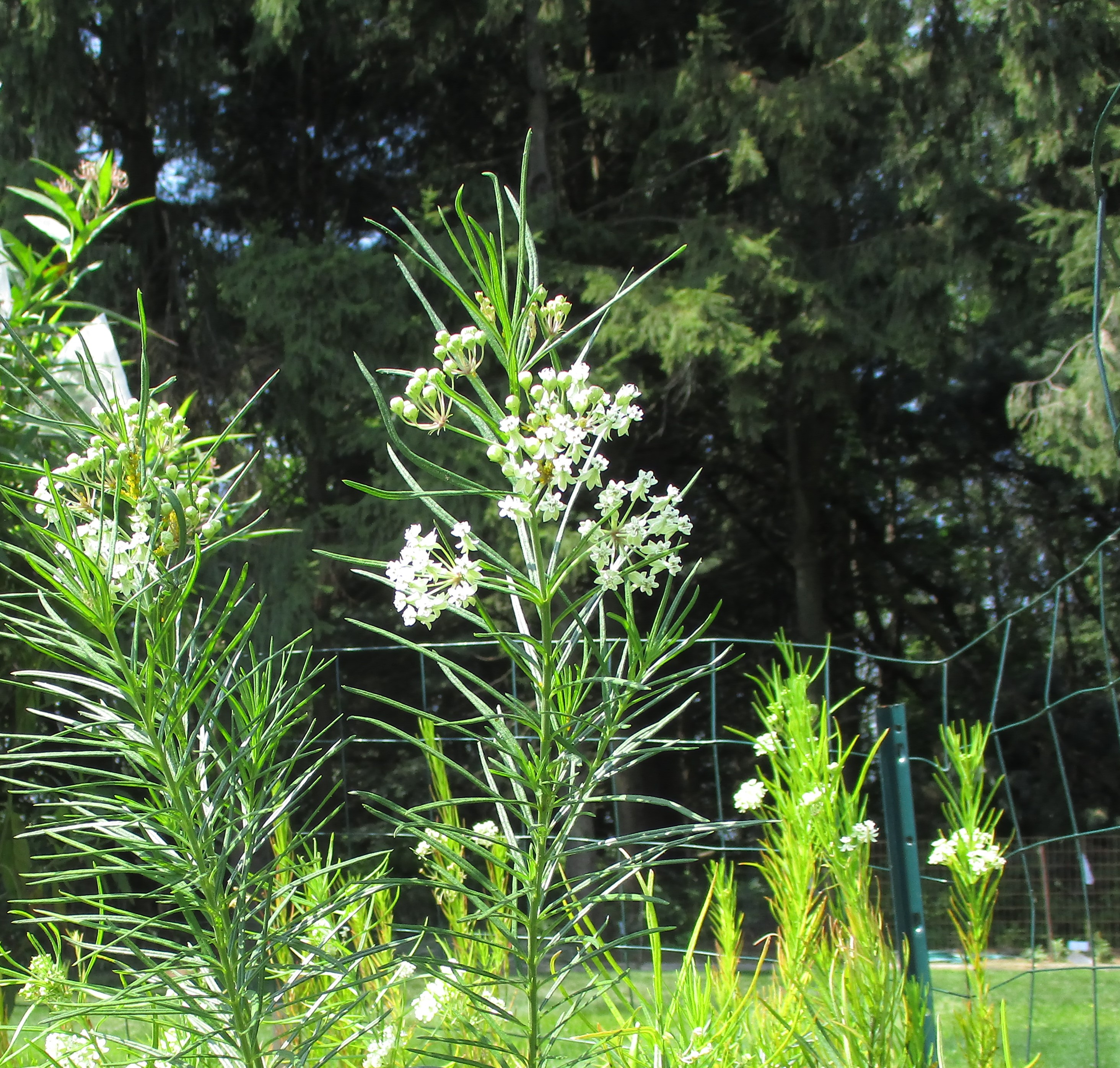 Pink Swamp Milkweed Plant, Asclepias Incarnata Pink - Milkweed 4 Monarchs