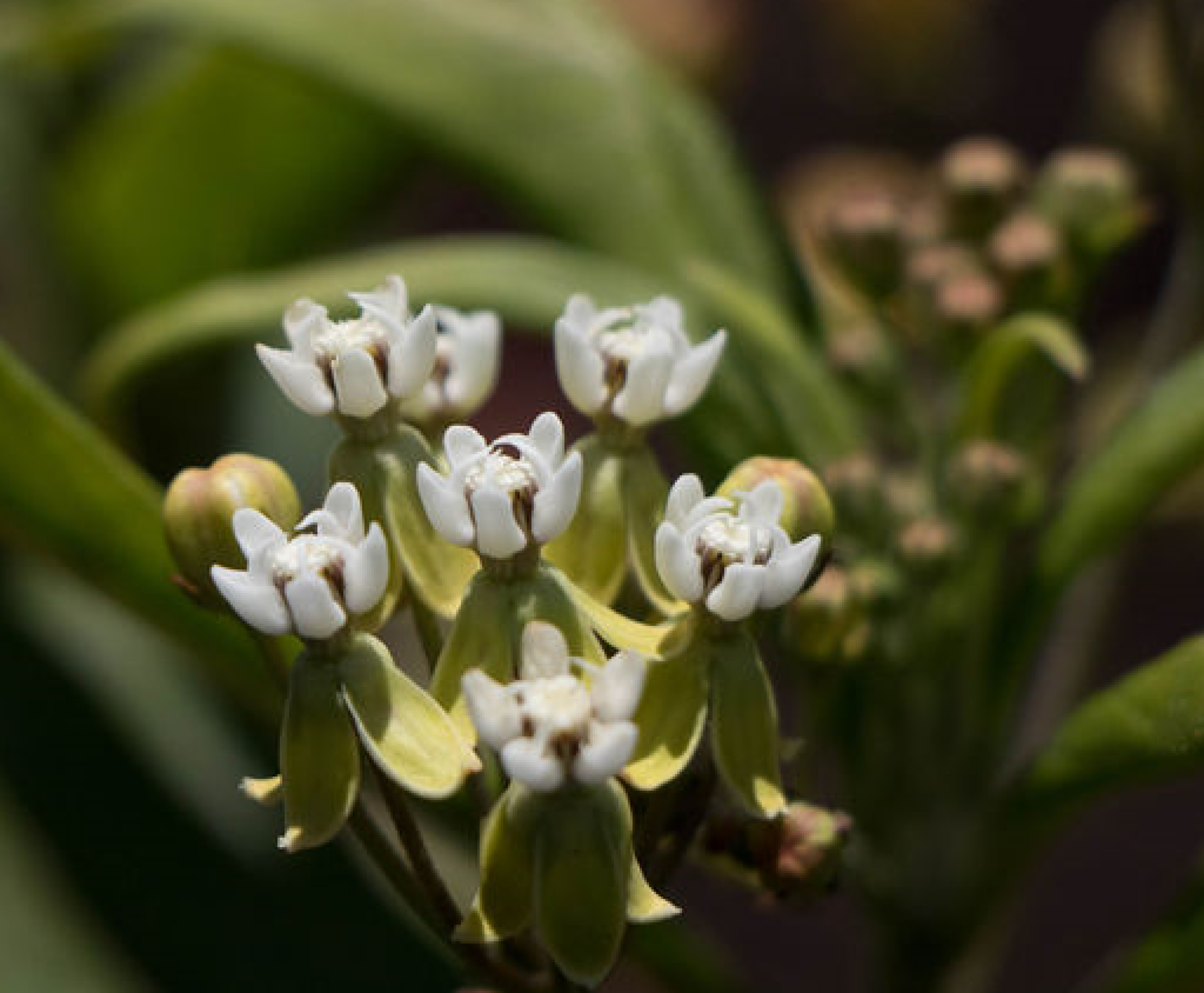Pink Swamp Milkweed Plant, Asclepias Incarnata Pink - Milkweed 4 Monarchs
