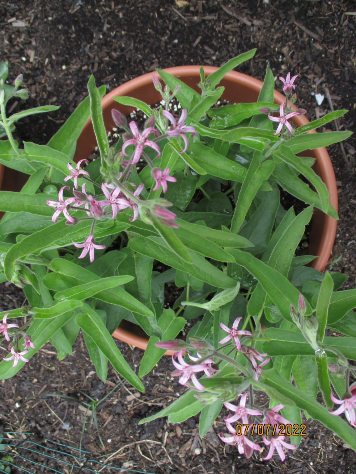 Pink Tweedia Seeds, Tweedia solanoides - Milkweed 4 Monarchs