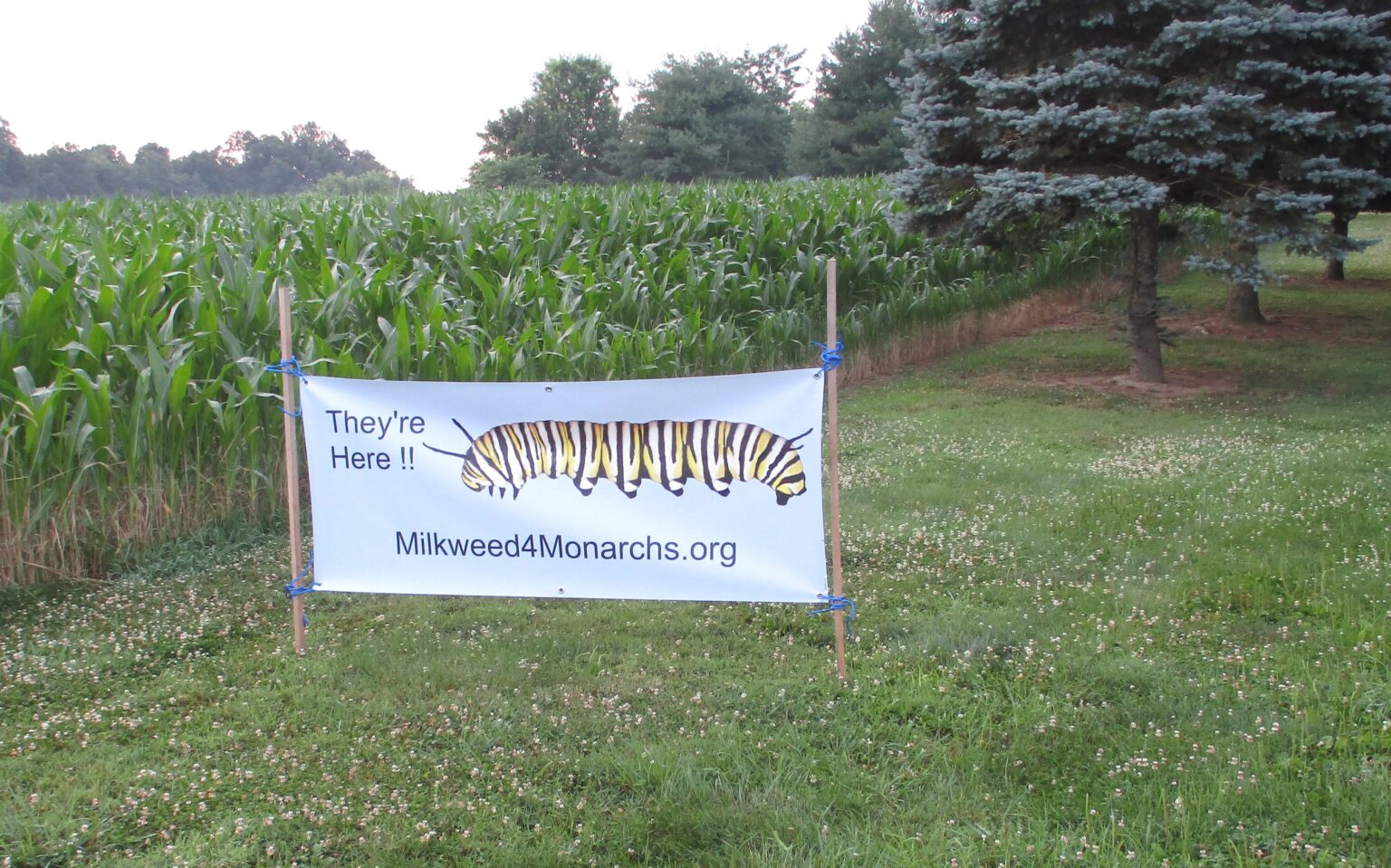 Education Gifts that help Save the Monarchs - Milkweed 4 Monarchs
