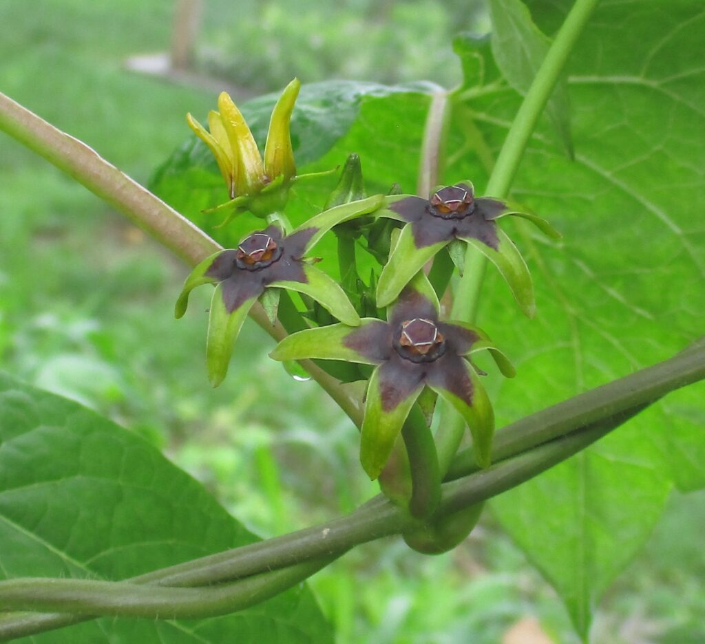 Eastern Anglepod Milkvine Seeds, Gonolobus suberosus - Milkweed 4 Monarchs